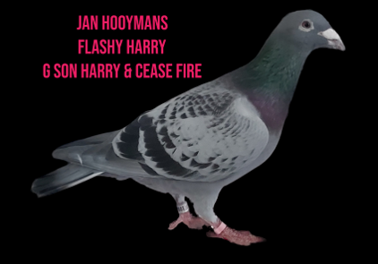 Stock Birds | Northern Gold Coast | Hudson Lofts